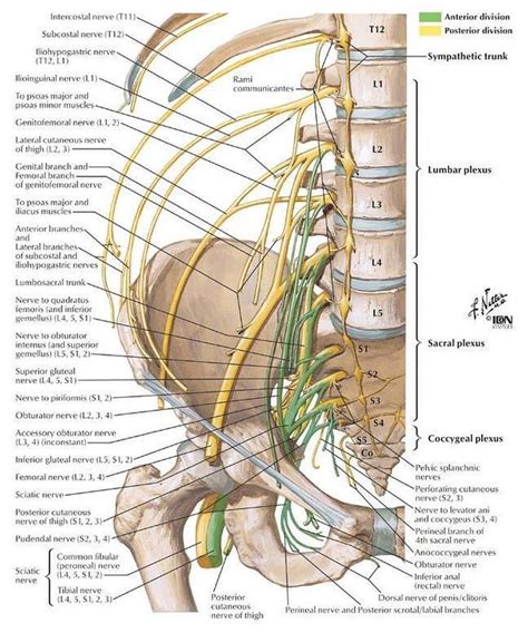 Lumbar Plexus Diagram Anatomy