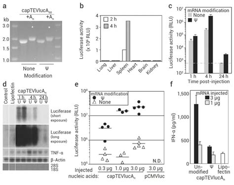 Mrna 疫苗的设计与合成原理及作用机制生物器材网