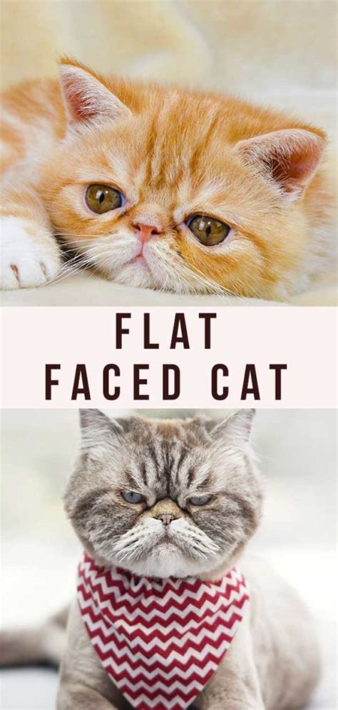 Flat Faced Cats Investigating Brachycephalic Cat Breeds