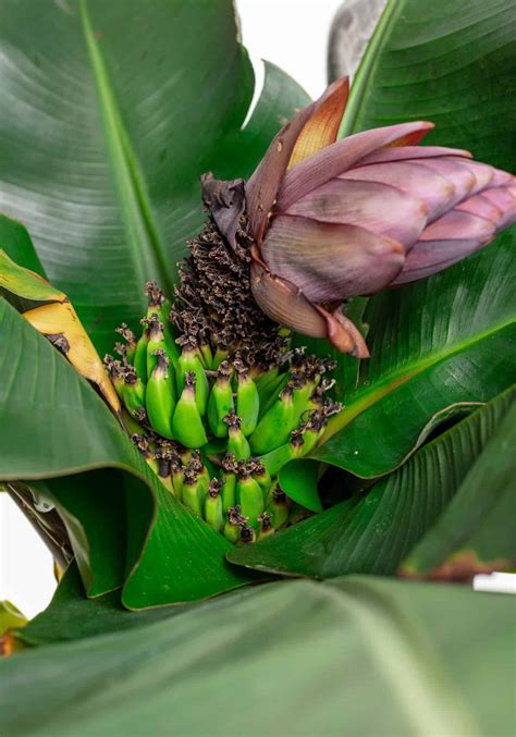 Dwarf Cavendish Banana Tree Care Essentials 🍌 🌱 Unlock A Bounty Of Bananas