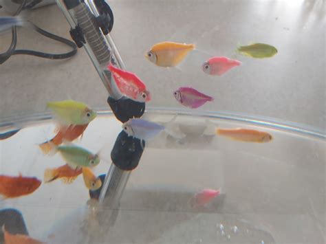 دانلود آهنگ‌ شایع و مهیار یادتیم کلی Mp3 متن کامل و کیفیت اصلی 128 و 320 طرفداری