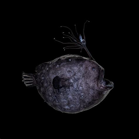 Football Fish