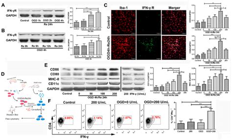 Ifn γ Accelerated The Transformation Of Primary Microglia Into Dc Like Download Scientific