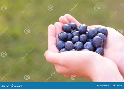 Hands Holding Handful Of Fresh Ripe Superfood Blueberries On A Green