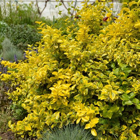 Golden Euonymus Shrub For Sale Plants By Mail