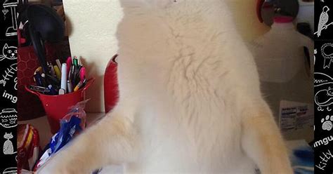 The Cat Class Of 2015 Imgurs Most Viral Cats Album On Imgur