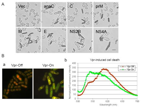 Advanced Protocol For Molecular Characterization Of Viral Genome In