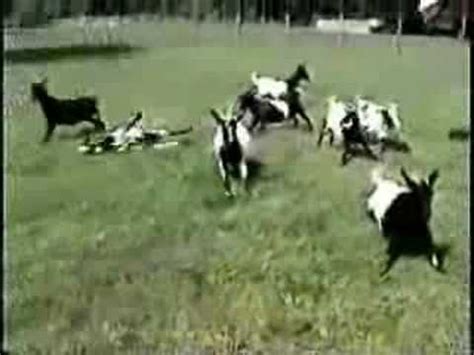 Funny Fainting Goats Youtube