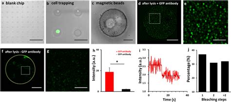 Nanobead Based Single Molecule Pulldown For Single Cells Heliyon
