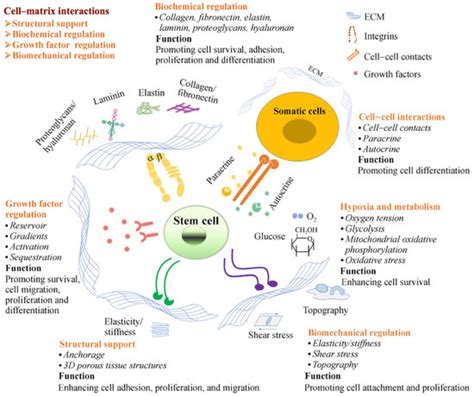 Recent Advances In Decellularized Extracellular Matrix Based Bioinks For 3d Bioprinting In