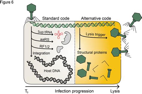 A Model For Of Standard And Alternative Code Use Throughout The Phage Download Scientific