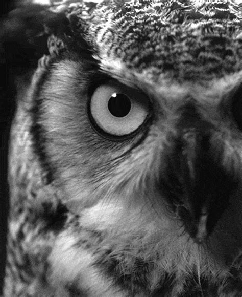 Анимированные картинки разных птиц картинки для форума с кодами для вставки