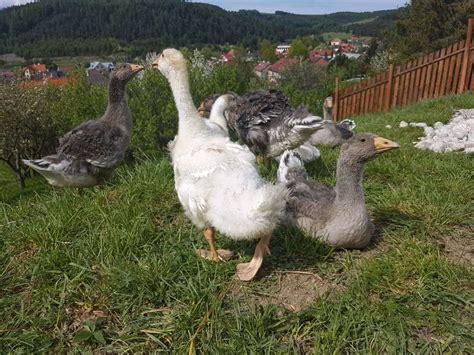 Husi Fotografie Zdarma Na Stiahnutie Fotkyzadarmo Sk