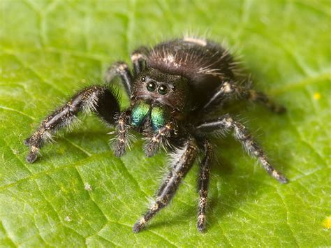 Neuwrite West Can Jumping Spiders Hear With Their Leg Hair