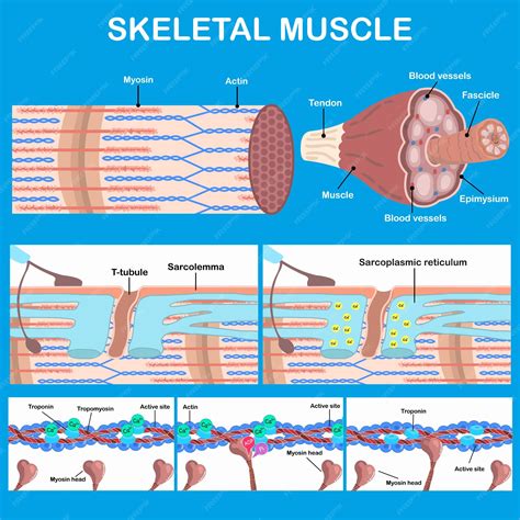 Skeletal Muscle Cell Membrane
