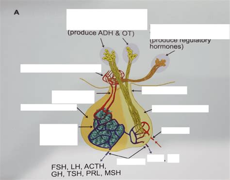 Hypophyseal Portal System Quiz