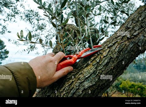 Closeup Of A Man Cutting Some Branches Of An Olive Tree Using A Pair Of Pruning Shears In A