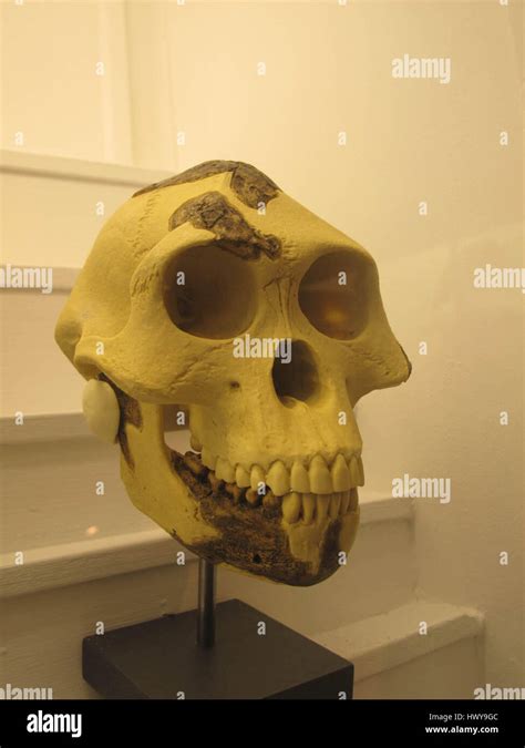 Australopithecus Afarensis Is An Early Hominid Species With Fossil Evidence Indicating It Lived