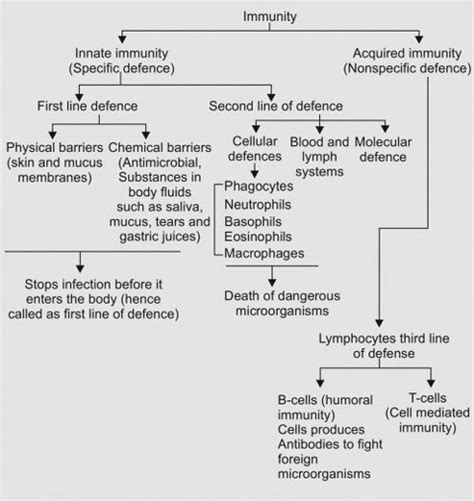 Immune Response Flow Chart