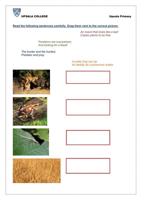 Predators Worksheet Live Worksheets