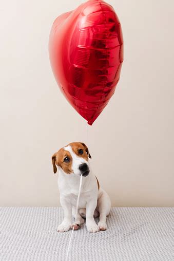 빨간 하트 모양의 풍선을 가진 사랑스러운 잭 러셀 테리어 개 귀여운 강아지의 수직 스튜디오 샷입니다 해피 발렌타인 데이 컨셉 0명에 대한 스톡 사진 및 기타 이미지 Istock