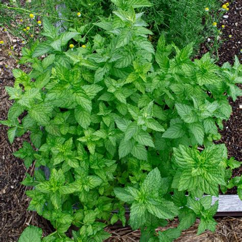 Spearmint Pinetree Garden Seeds