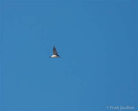 Record 1073869 Details Maryland Biodiversity Project