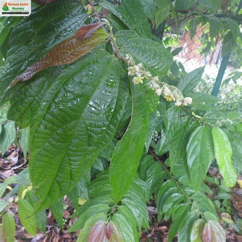 Buy Microcos Paniculata Plant In Bulk Online Nature India Nursery