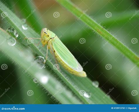 Green Leafhopper And Insect Eggs Royalty Free Stock Image