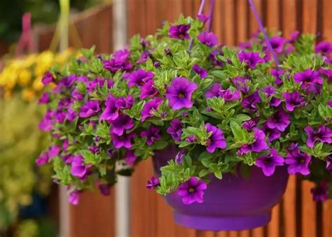 Топ 5 правила в догляді за петуніями щоб вони стали розкішним декором для веранди Читайте на