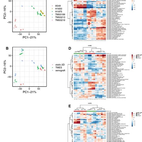 Transcriptomic Analysis Of Nsclc In The Model Systems Principal Download Scientific Diagram