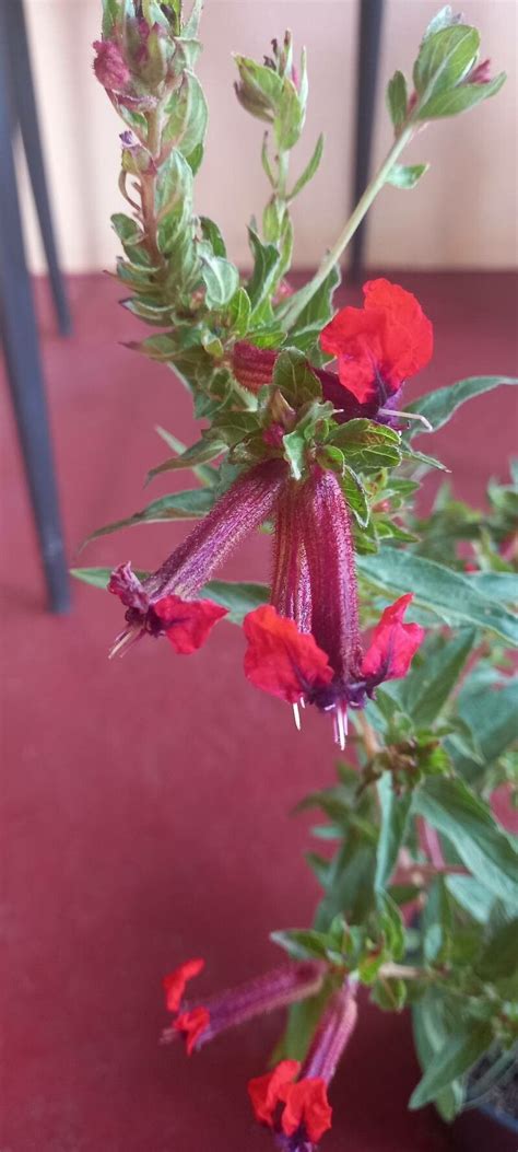 How To Grow Cuphea Llavea Earthone