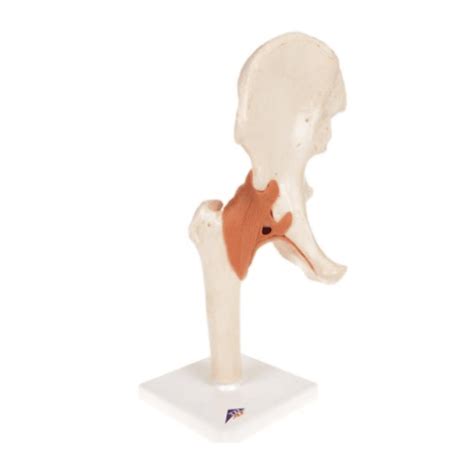3b Scientific Anatomical Hip Joint Model Health And Care