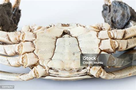 에리오헤이르 시넨시스 게 발톱 중국 털게 털게 푸른 게 상하이 털게 흰색 배경 참게에 대한 스톡 사진 및 기타 이미지 참게 Mid Autumn Festival