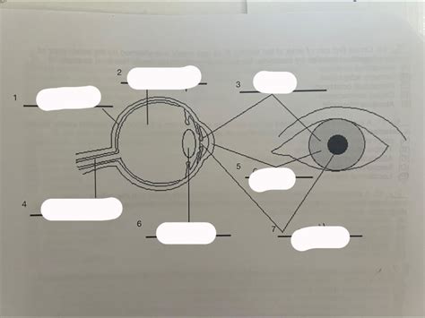 Psych Exam Eye Diagram Diagram Quizlet