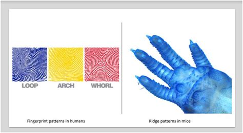 Limb Development Genes Responsible For Fingerprint Patterns In Humans Bhu Scientist Navjeevan