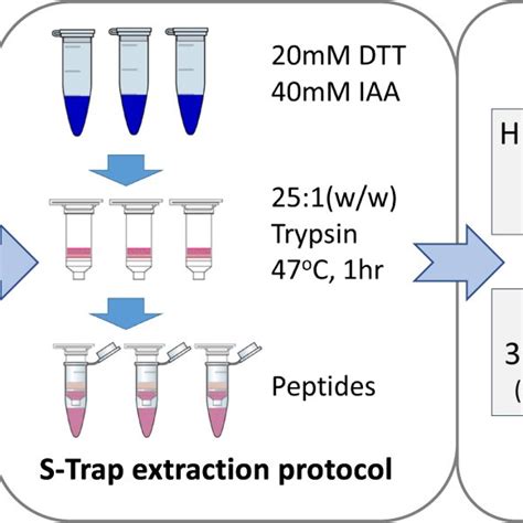 Experiment Design And Sample Preparation Workflow Download Scientific Diagram