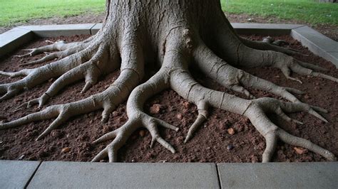 Tree Roots And Foundations What Homeowners Need To Know Foundation
