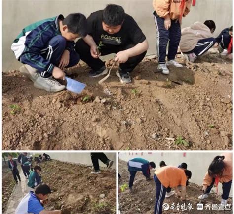 范镇沟头小学开展勤耕园种植向日葵活动 小苗 挖坑 收获