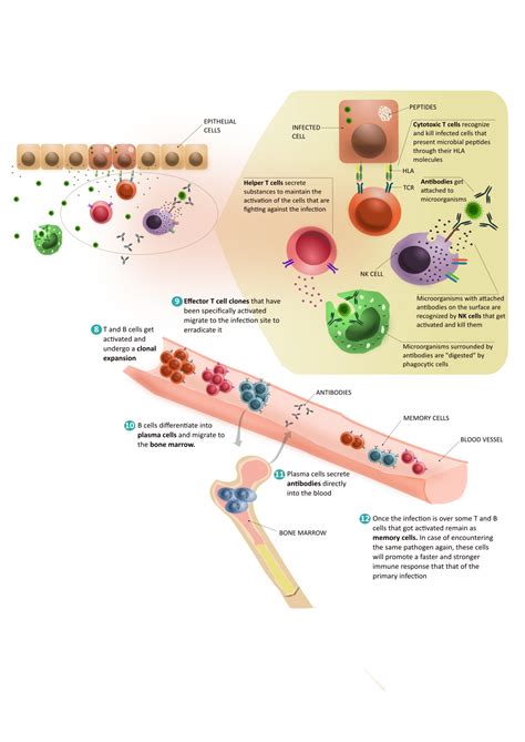 Memory Cells In The Immune System