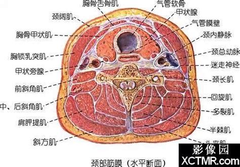 颈部间隙解剖 图文 Medsci Cn