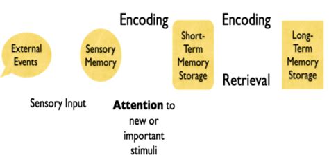 Memory Flashcards Quizlet