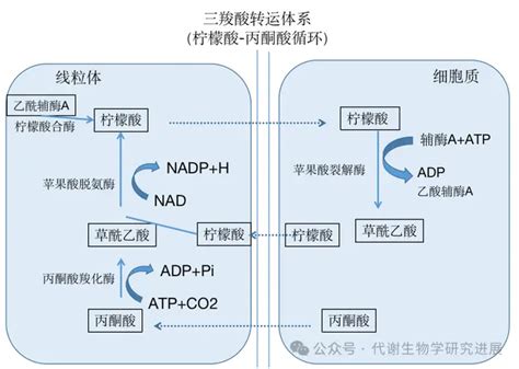 科学网—[转载]脂肪酸合成通路 Ppt 覃元元的博文