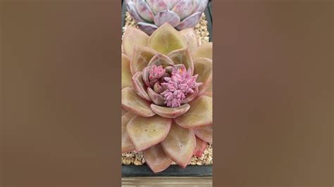 노인다육독일샴페인2024 315 Youtube