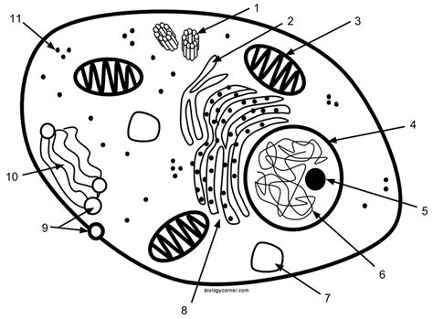 Cell Labeling Simple And Complex