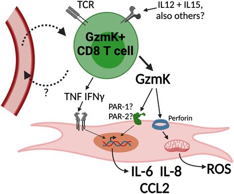 Granzyme K Cd8 T Cells In Autoimmunity Pmc