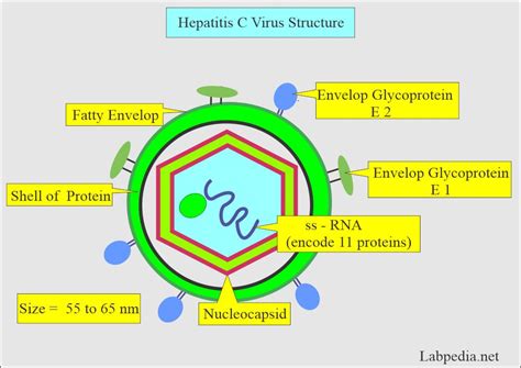 Hepatitis C Virus Hcv Hcv Profile Diagnosis And Treatment