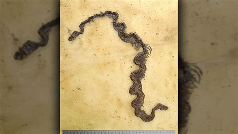 Worlds Oldest Python Fossil Unearthed Live Science