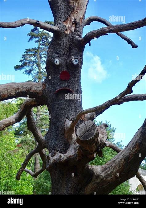 Humorous Tree Face Stock Photo Alamy