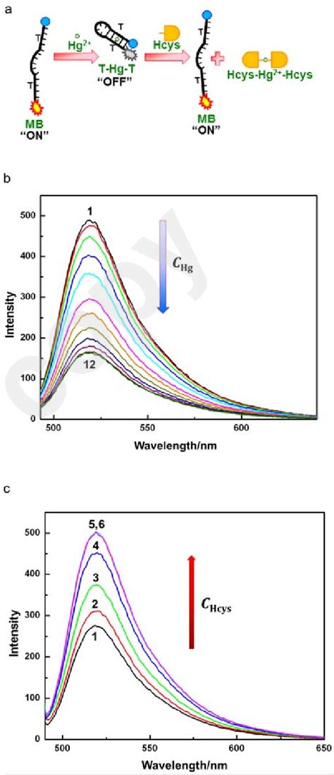 Fluorescence Switching Behaviour Of T T Mismatch MB Change In Download Scientific Diagram